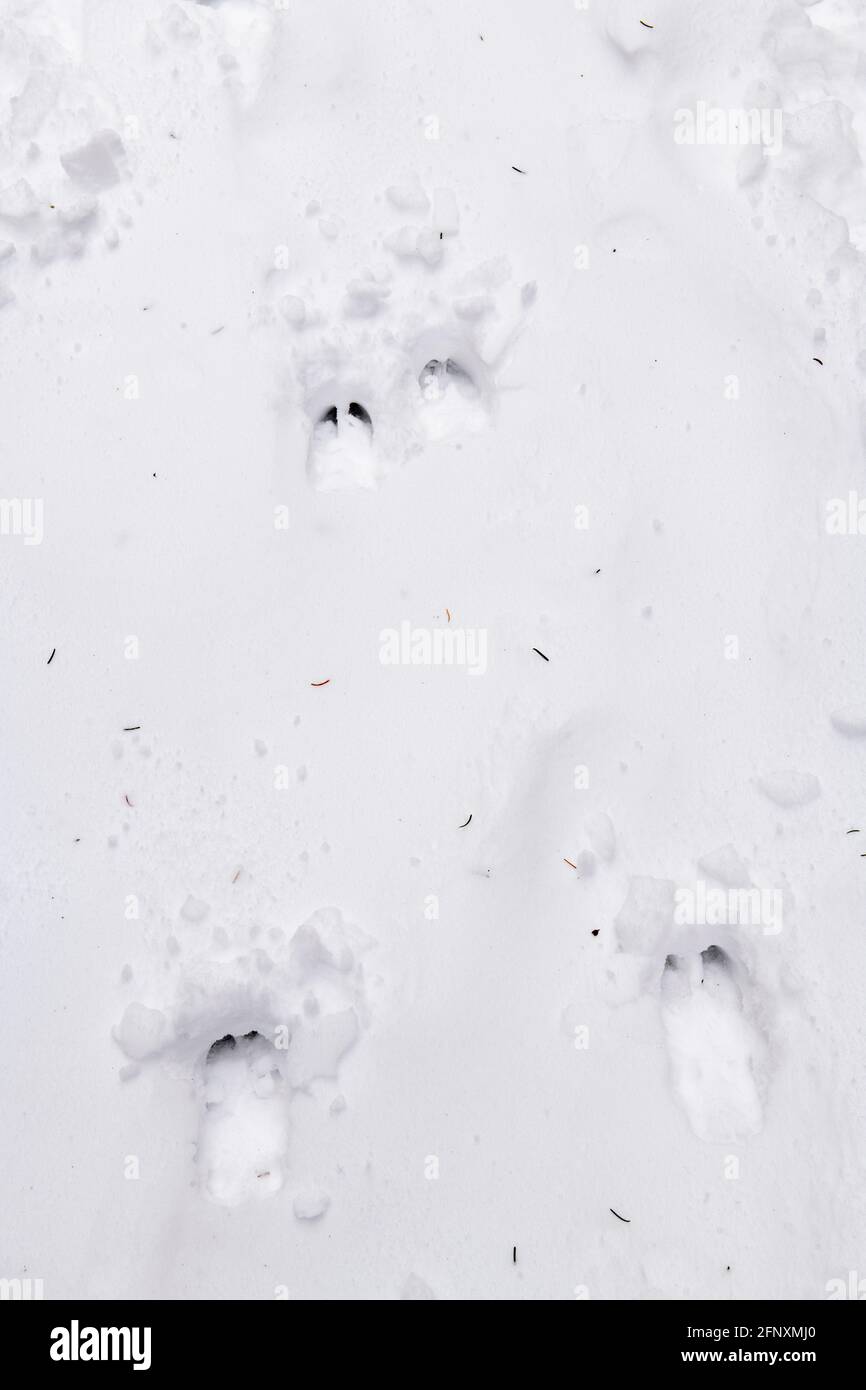 White tailed deer hoof hi-res stock photography and images - Alamy