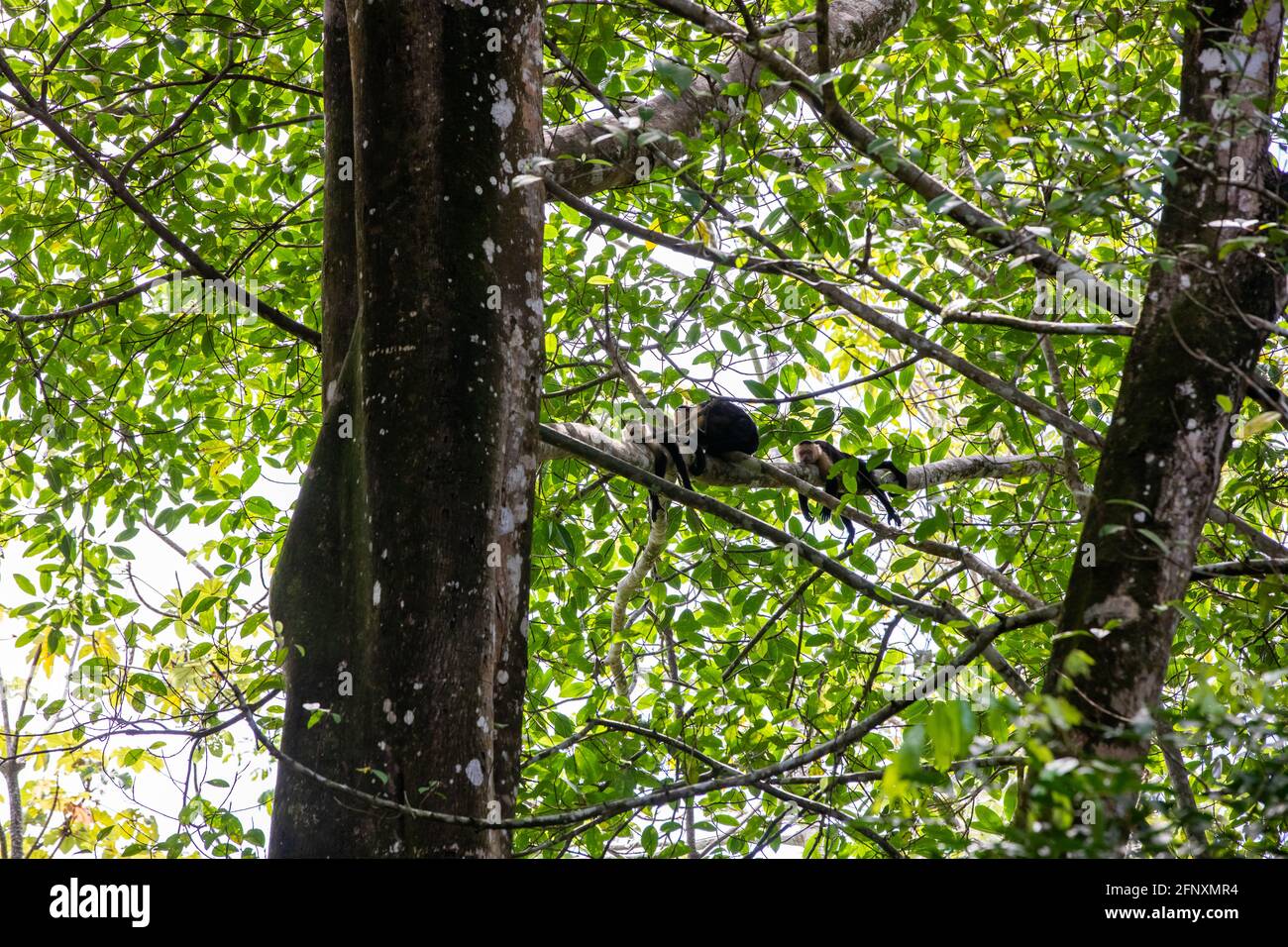 The Panamanian white-faced capuchin (Cebus imitator), also known as the ...