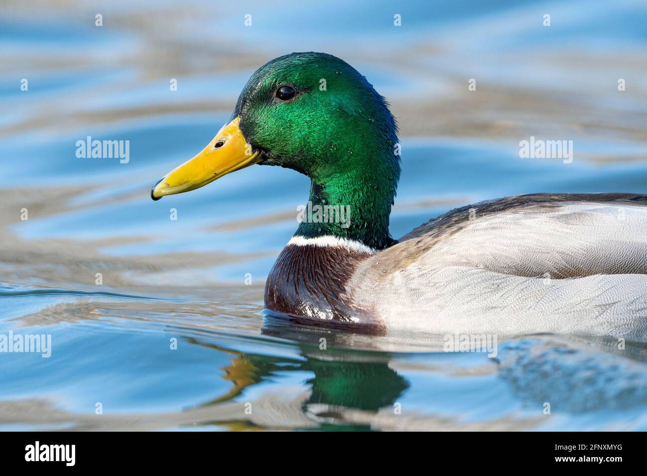 Drake mallard (Anas platyrhynchos). Memorial Park, Shakopee, Minnesota ...