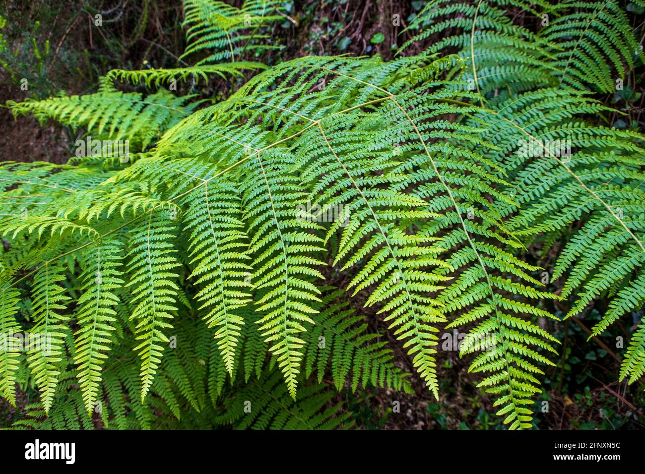Branches eco hi-res stock photography and images - Alamy