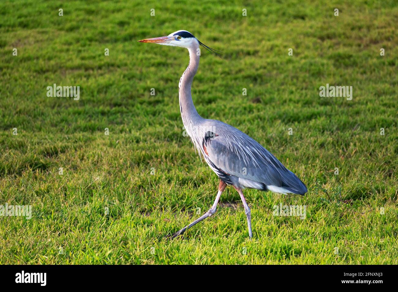 Side view of great blue heron walking on green grass Stock Photo - Alamy