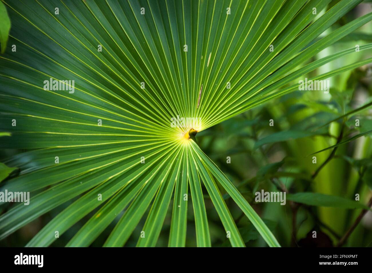 Guano palm, Sabal yapa, Xel Ha jungle, Mexican Caribean Stock Photo - Alamy