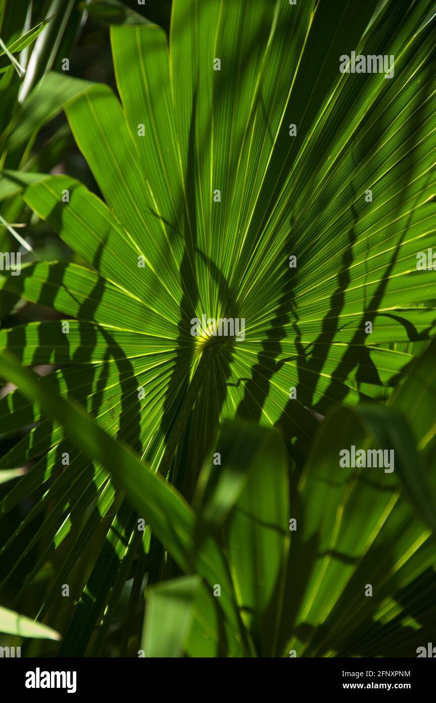 La palma de guano Sabal yapa se distribue en en el Golfo de México ...