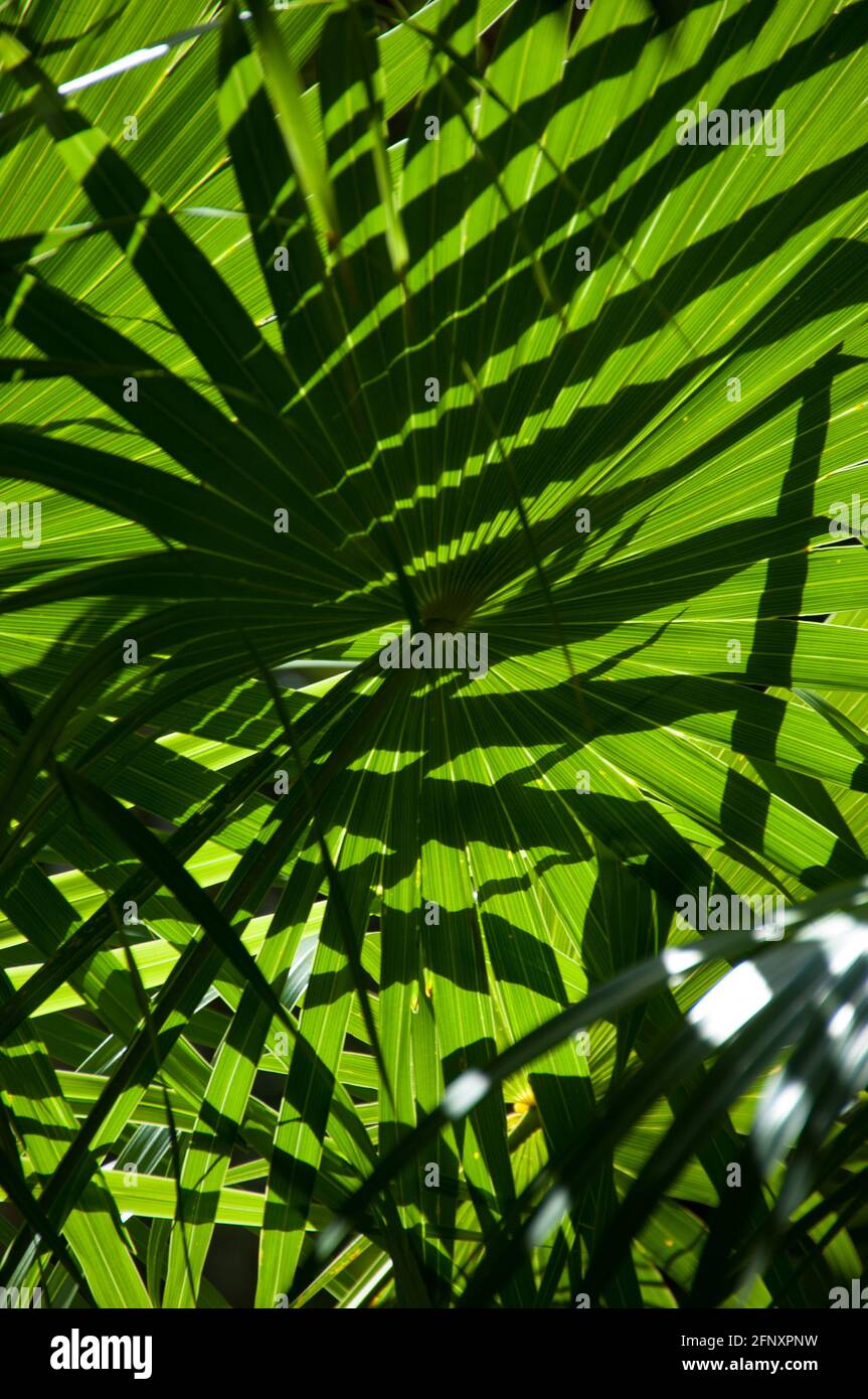 Sabal yapa hi-res stock photography and images - Alamy