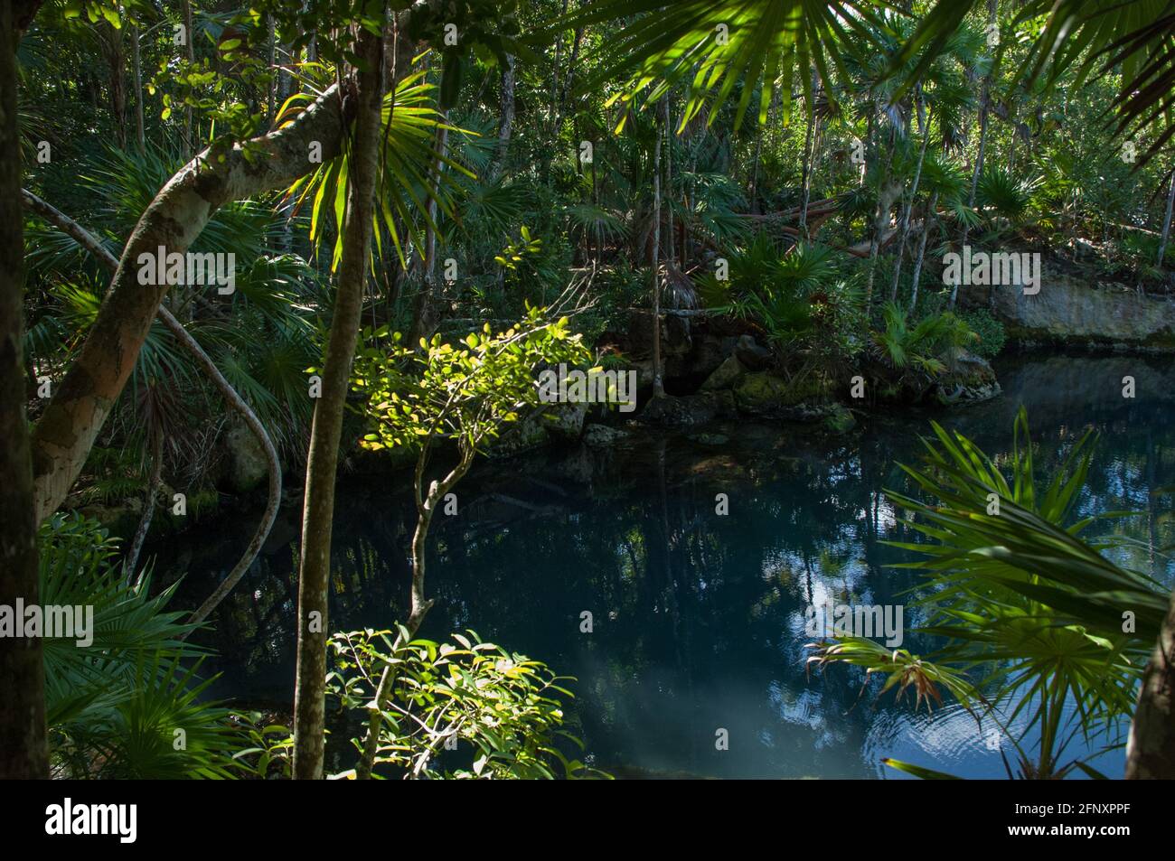 Cenote in Xel Ha, Mexican Caribbean, palms, trees Stock Photo - Alamy