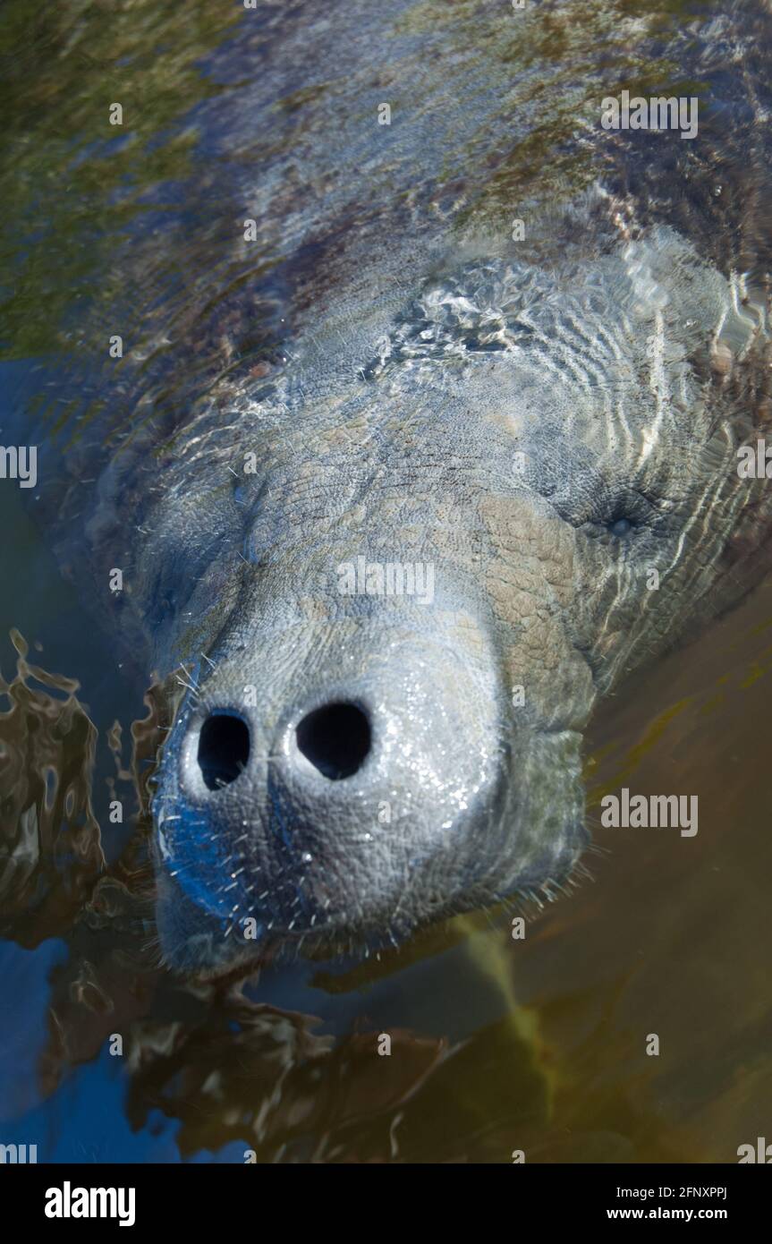The manatee Trichechus manatus is a herbivorous marine mammal that can ...