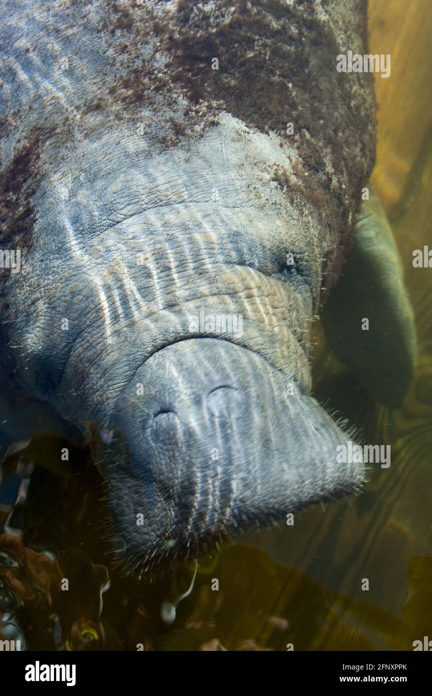 The manatee Trichechus manatus is a herbivorous marine mammal that can ...