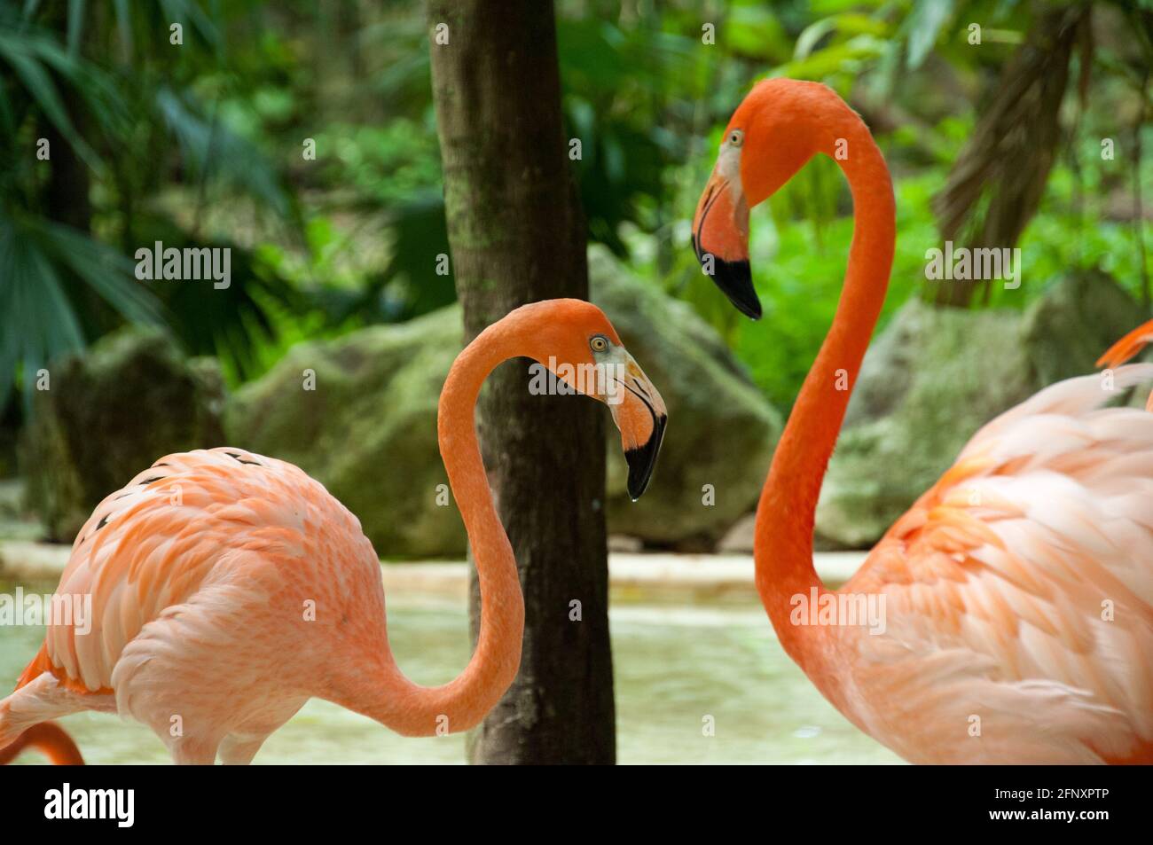 Flamingos yucatan hi-res stock photography and images - Alamy