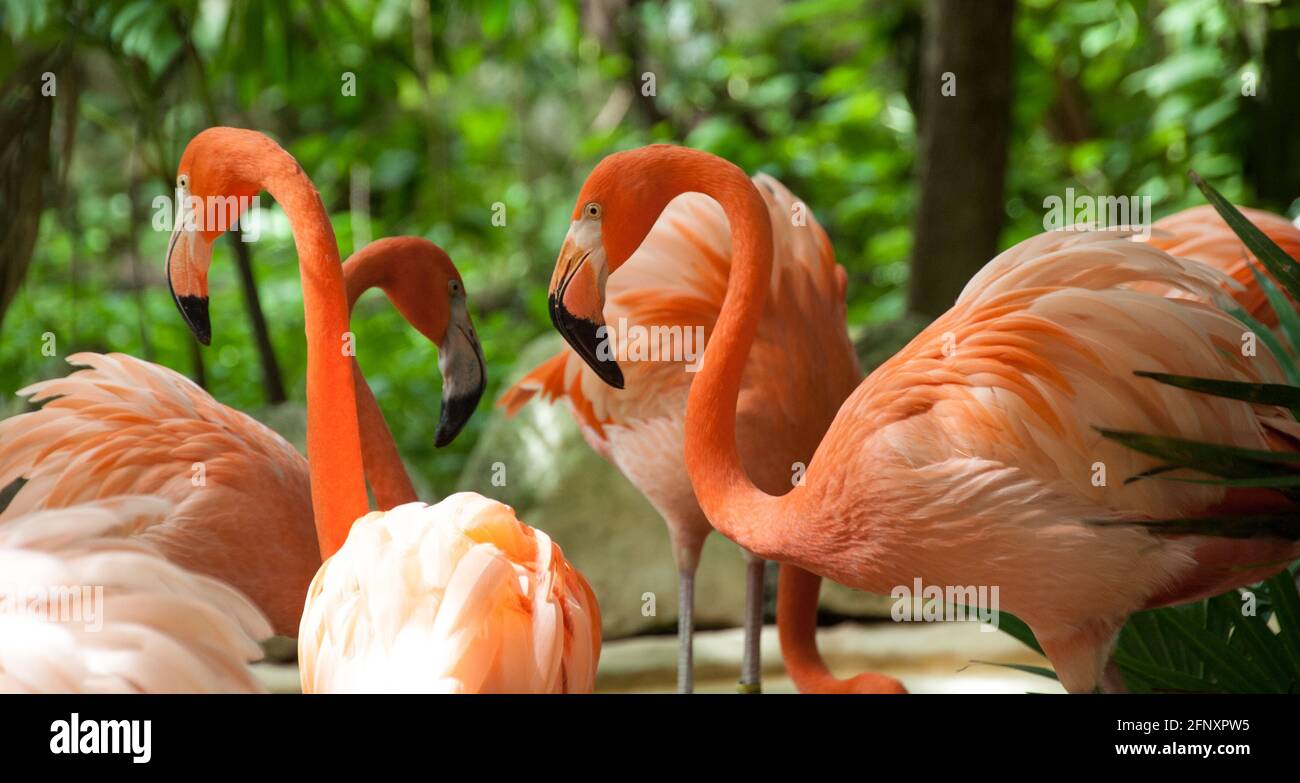 Flamingos Phoenicopterus ruber are water birds that measure 1.20 meters ...