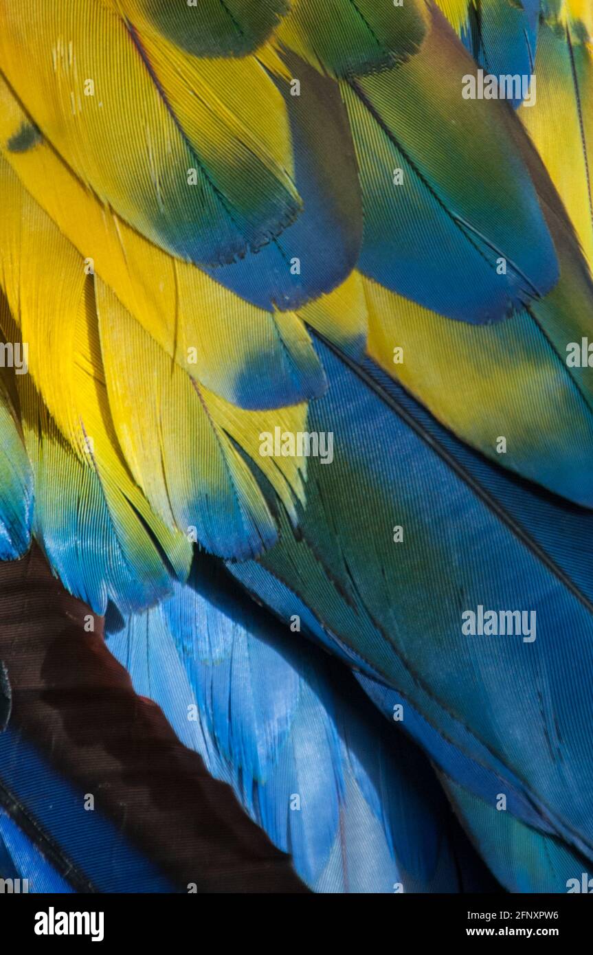 Detail of the plumage of the macaw Ara macao cyanoptera, Scarlet macaw ...