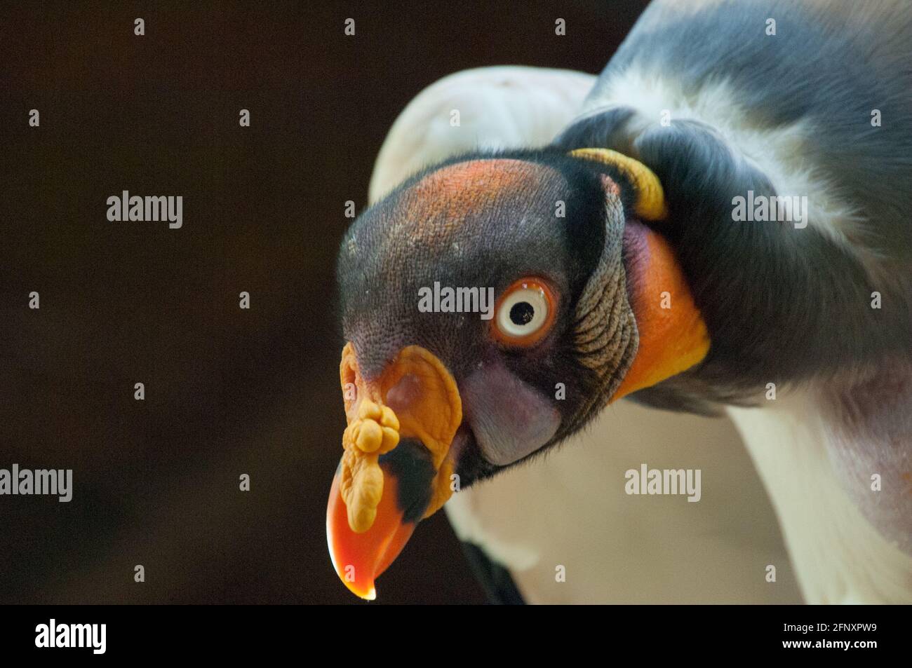 The King Vulture Sarcoramphus papa is a kind of tropical bird with a ...