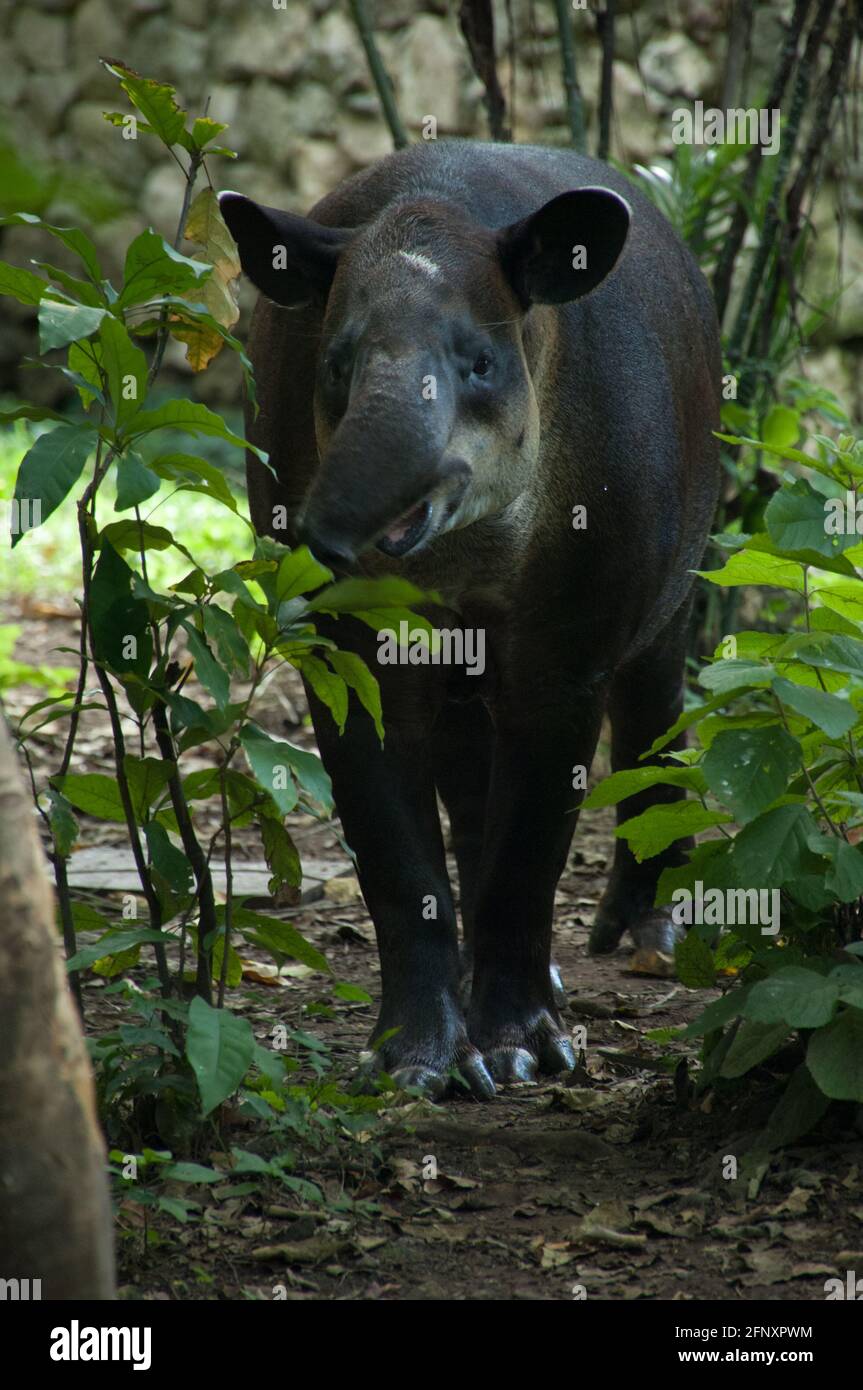 The tapir Tapirus bairdii is the largest land mammal in the rainforests ...