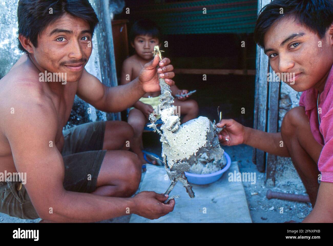 Mayan peasants with honeycomb melipona Stock Photo - Alamy
