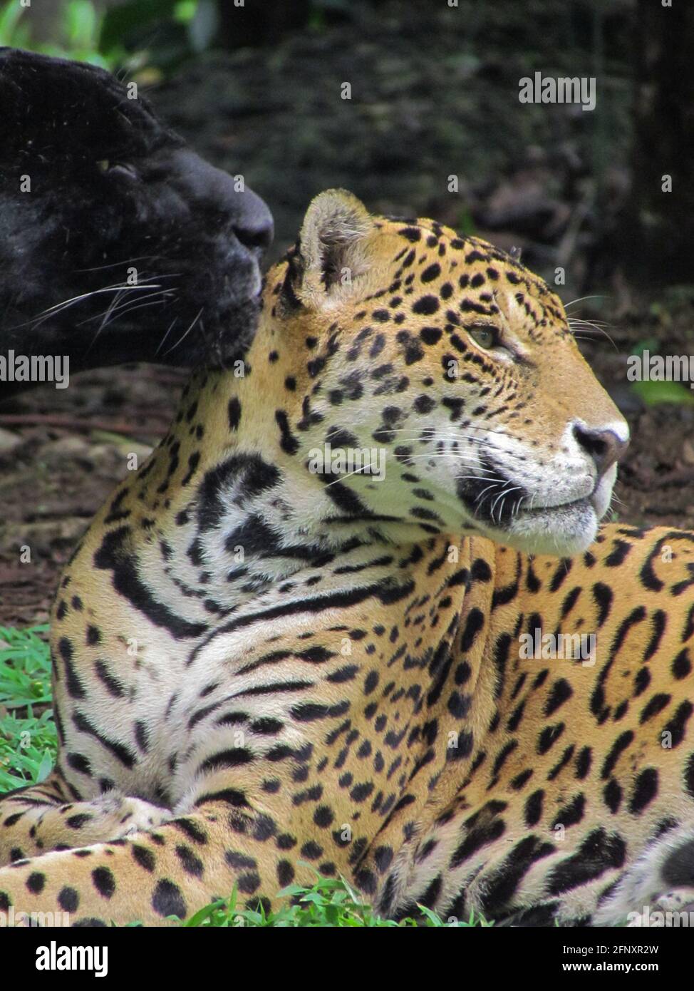 Male black jaguar panthera onca hi-res stock photography and images - Alamy