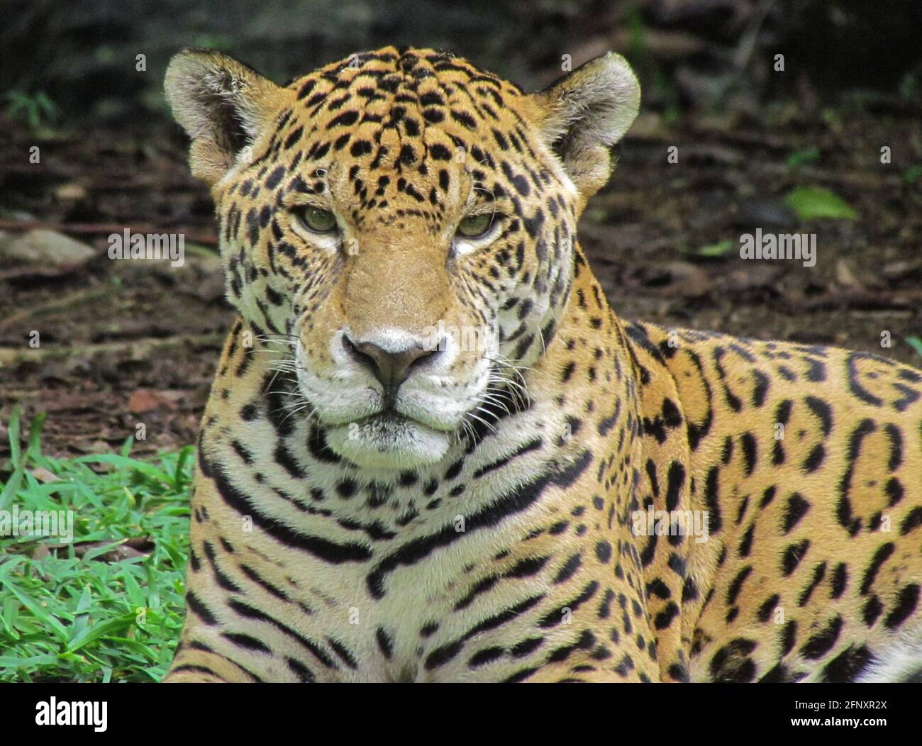 Jaguar Panthera onca Stock Photo - Alamy