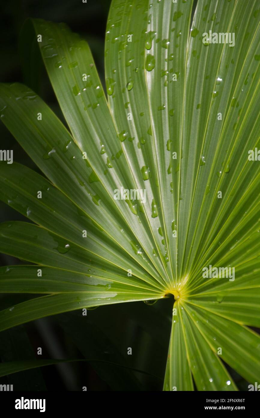Guano palm, Sabal yapa Stock Photo - Alamy