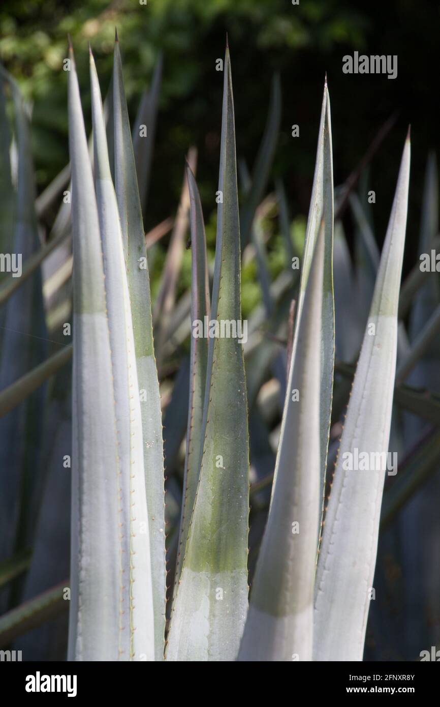 Sisal leaves Agave furcroydes Stock Photo - Alamy