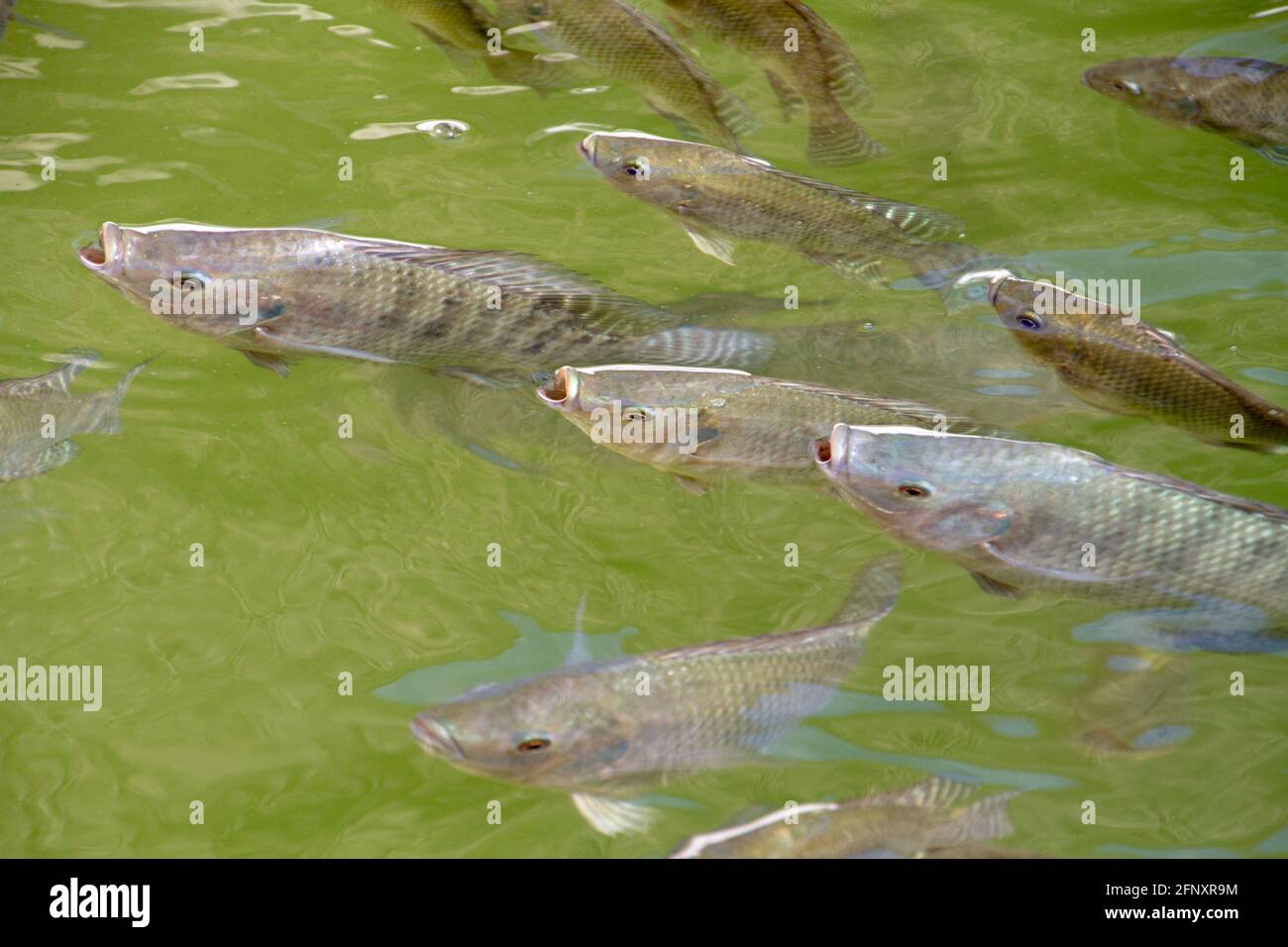 Tilapia Fish Tank System