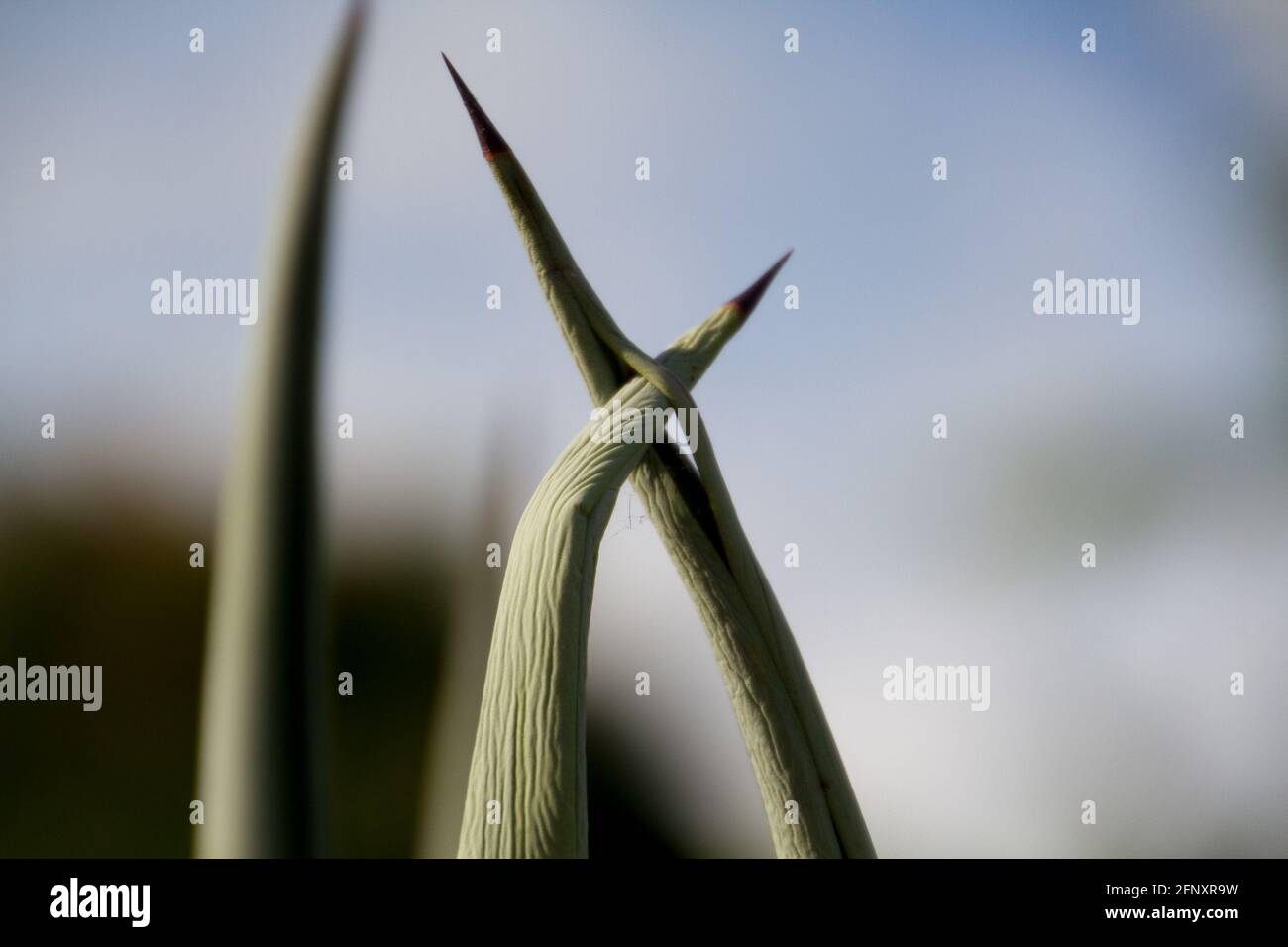 Hojas de sisal hi-res stock photography and images - Alamy