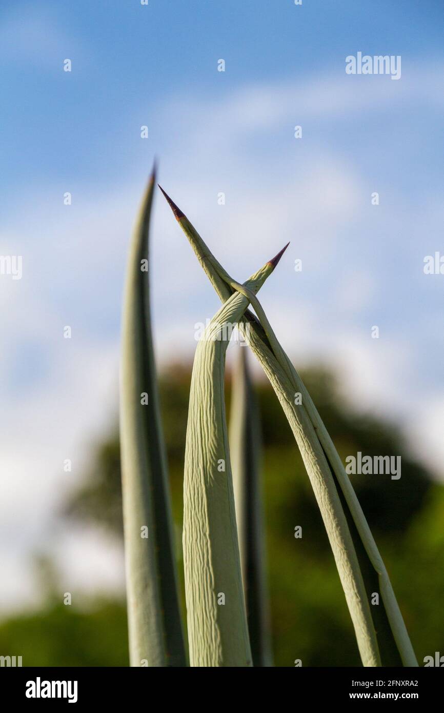 Sisal leaves Agave furcroydes Stock Photo - Alamy