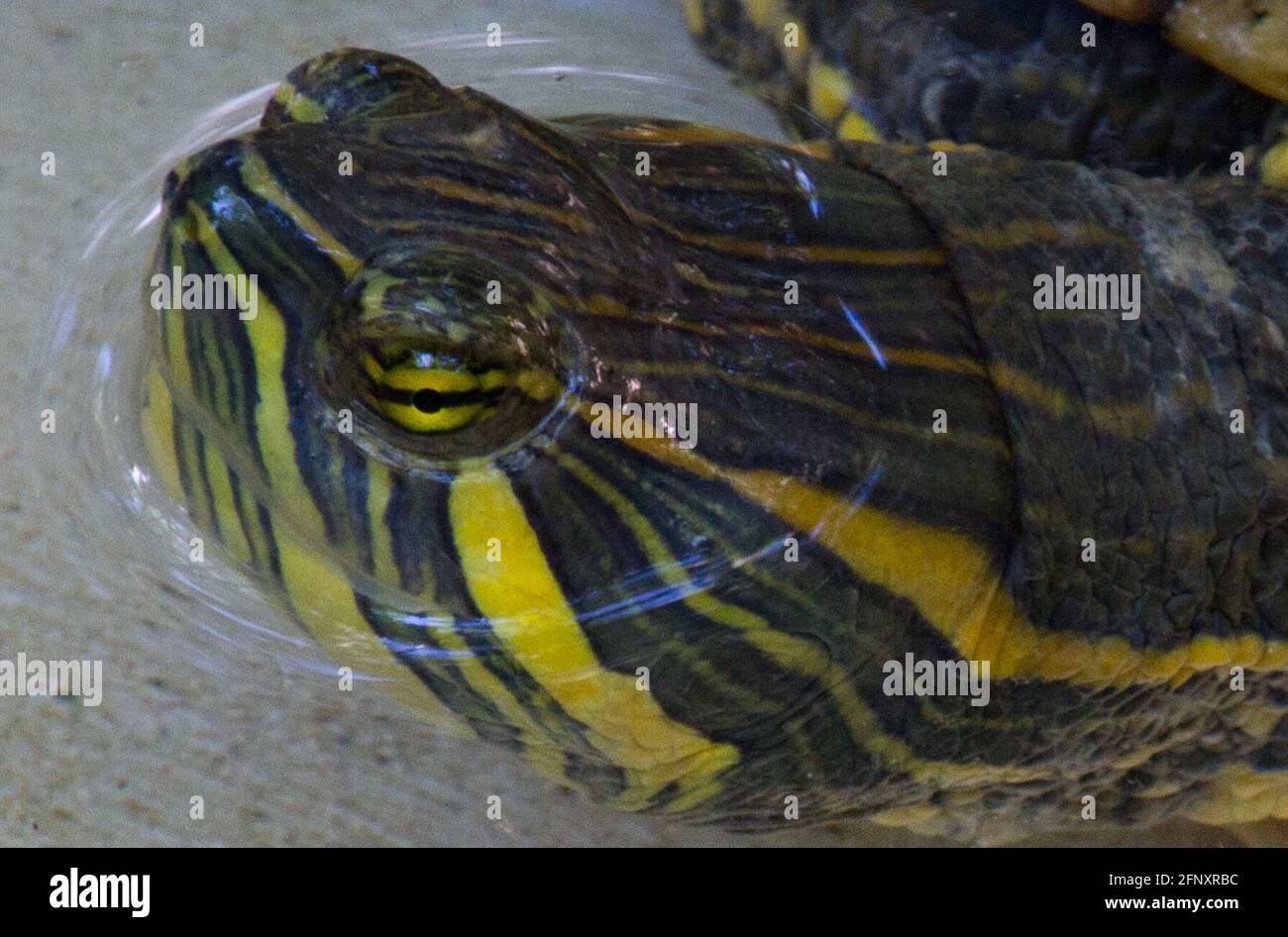 Jicotea turtle, Trachemys scripta, coming out to breathe Stock Photo ...