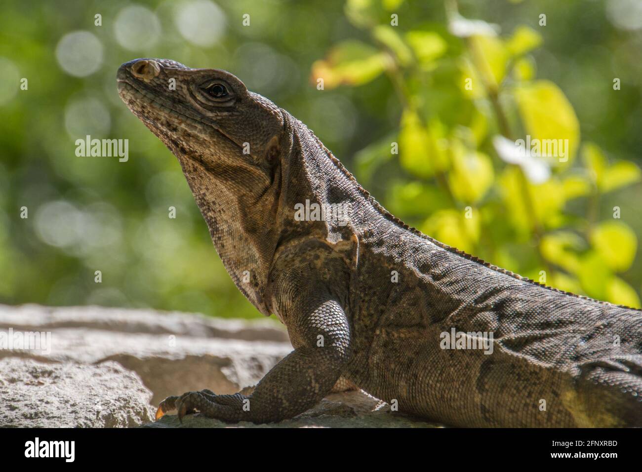 Iguana Ctenosaura Similis Stock Photo - Alamy