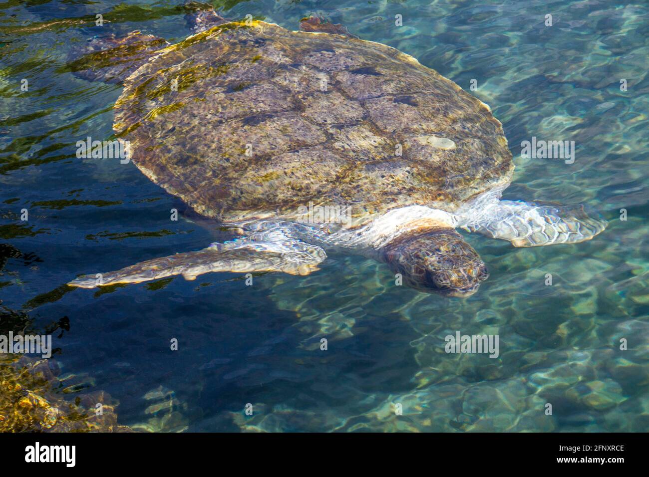 Chelonian hi-res stock photography and images - Alamy