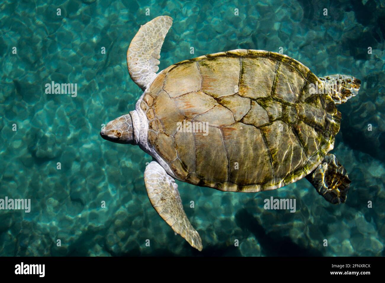 The green turtle, Chelonia mydas, belongs to the family of the ...