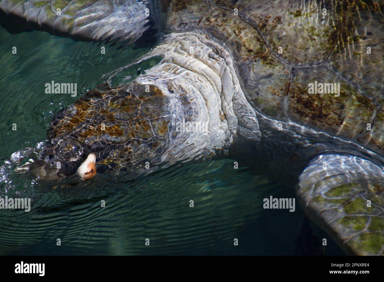 Tropical and subtropical oceans hi-res stock photography and images - Alamy