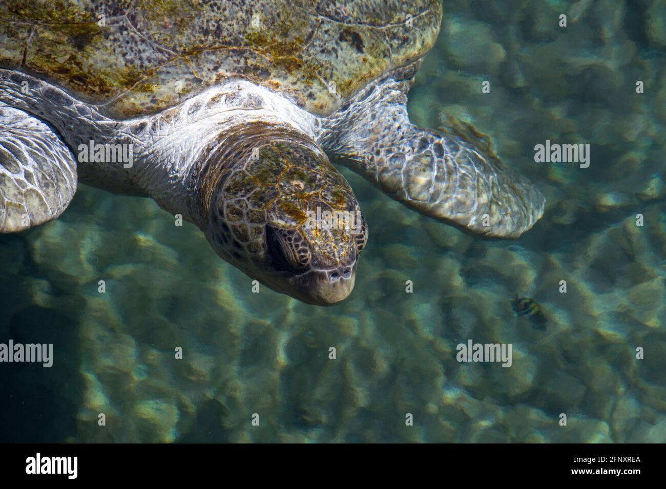 The green turtle, Chelonia mydas, belongs to the family of the ...