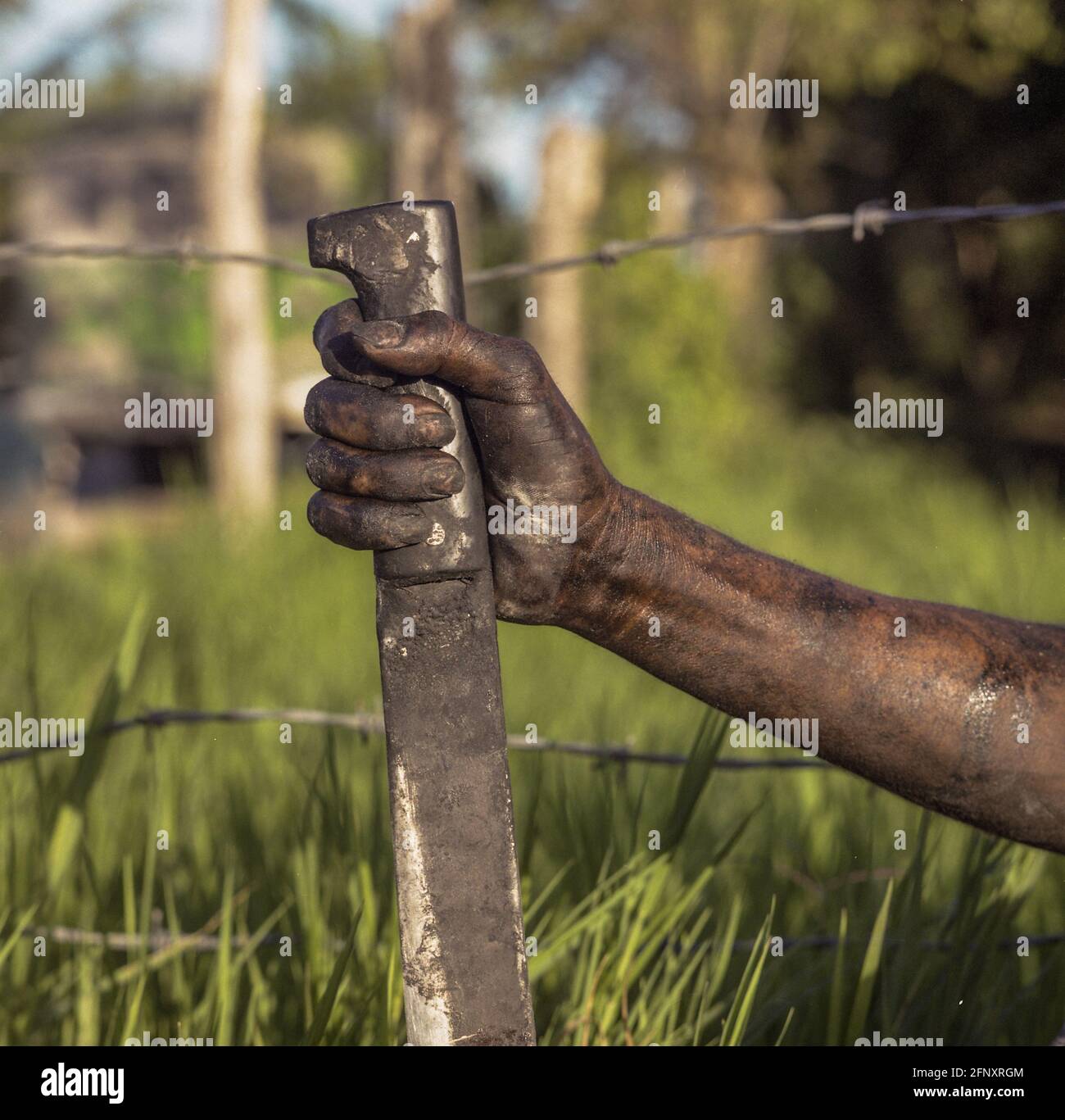 Cane cutter hand with machete Stock Photo - Alamy