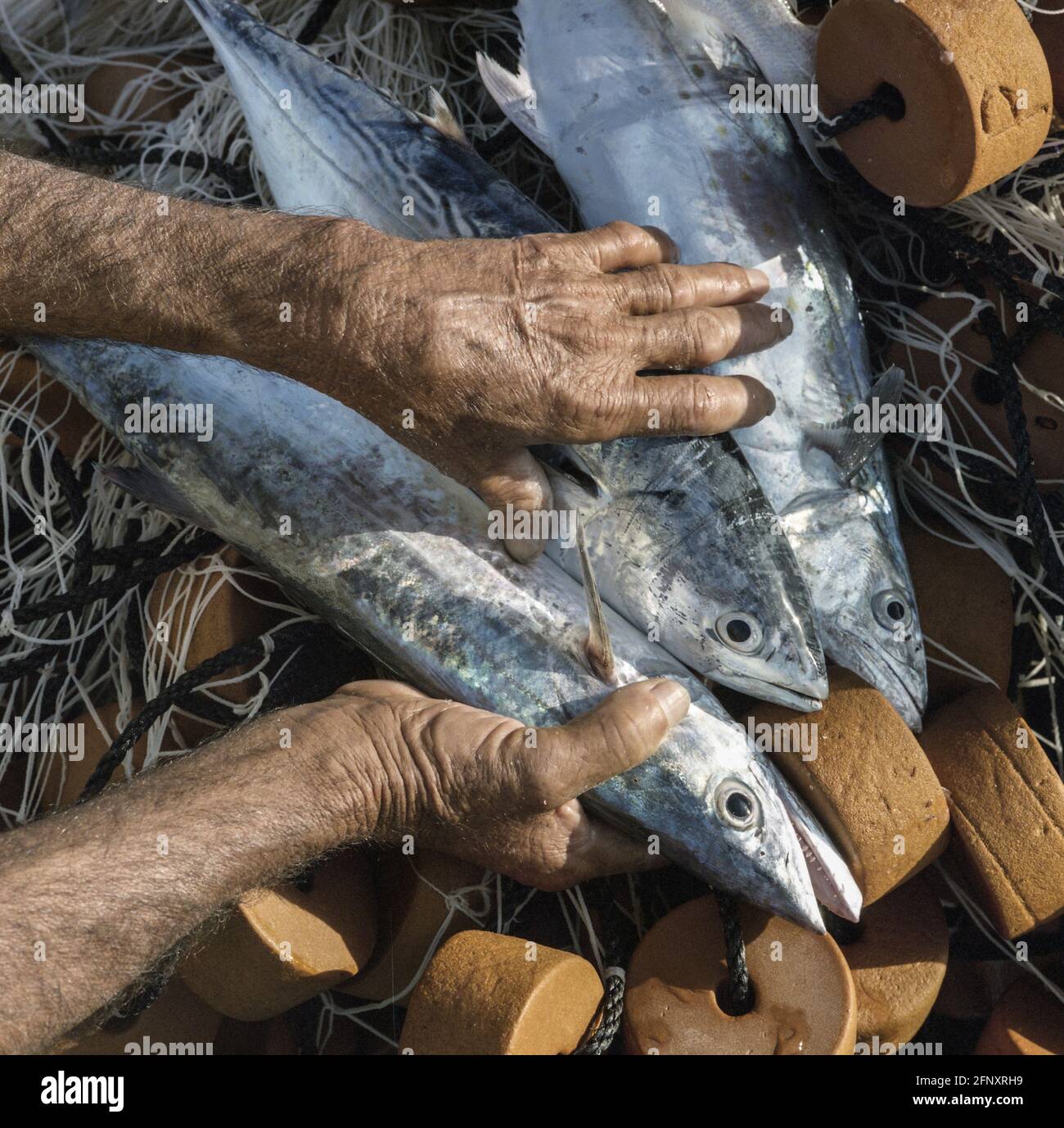 Fisherman hands with fish Stock Photo - Alamy