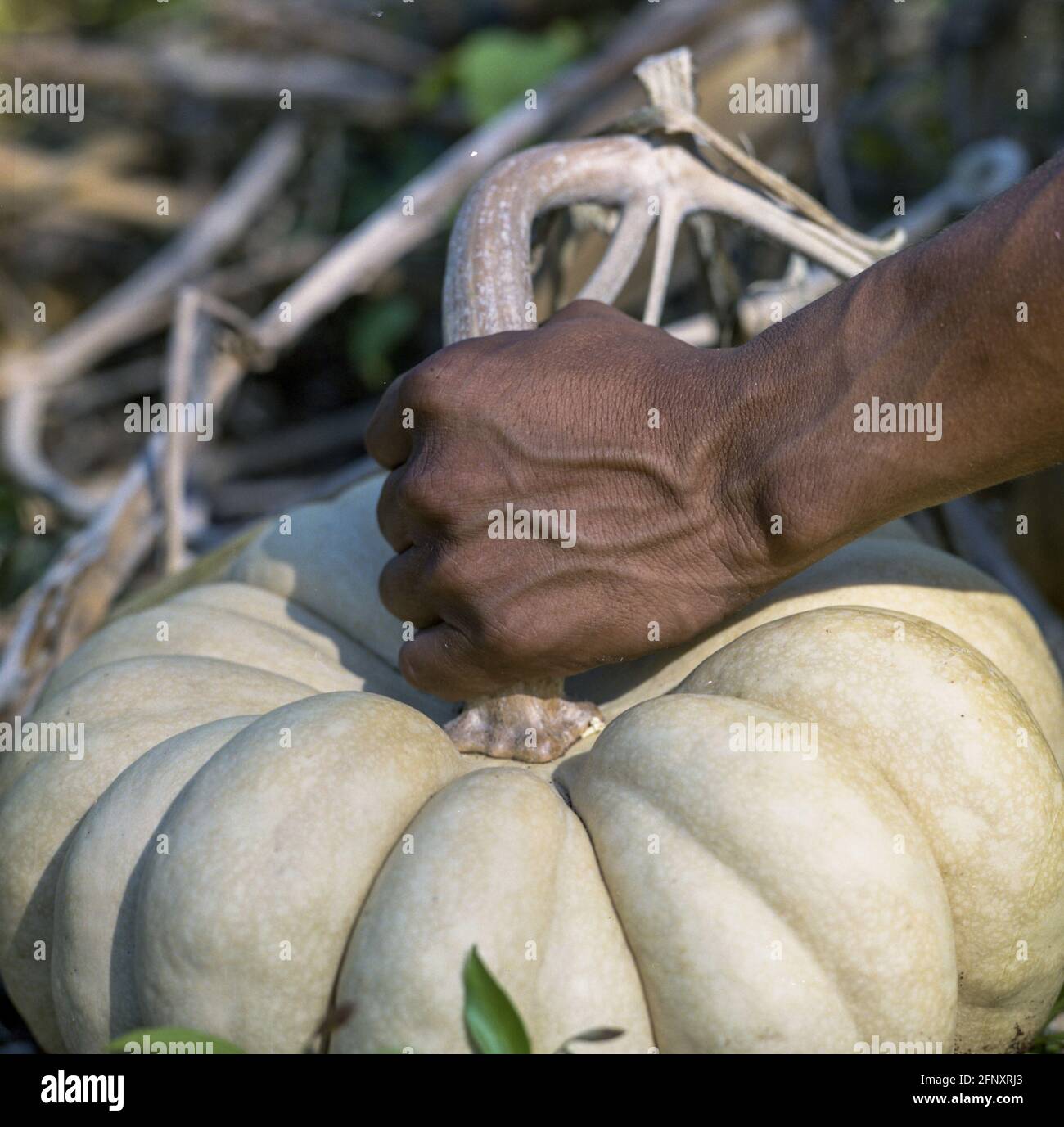 Mayan peasant hand harvesting a pumpkin Stock Photo - Alamy
