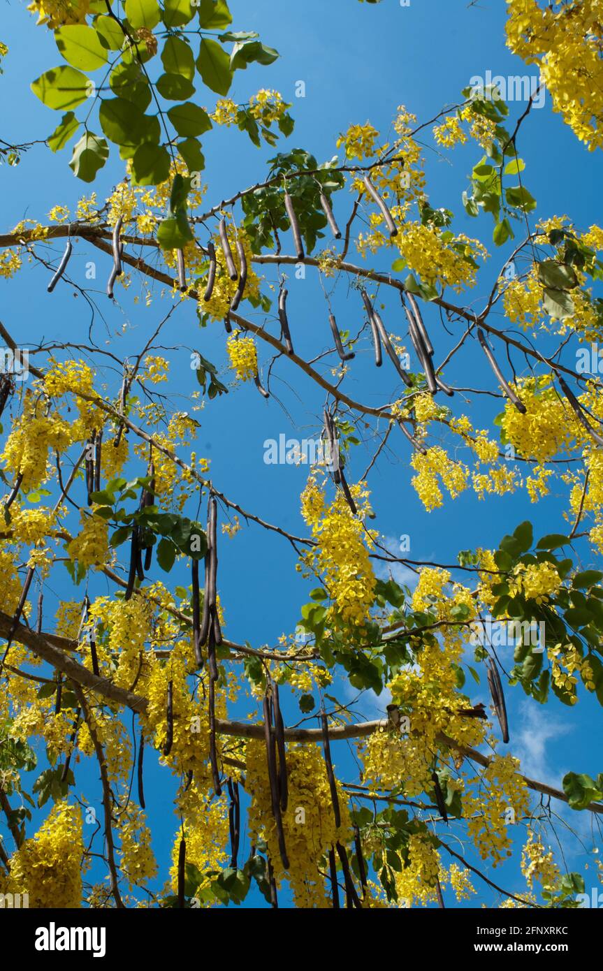 Golden rain tree Cassia Fistula Stock Photo - Alamy