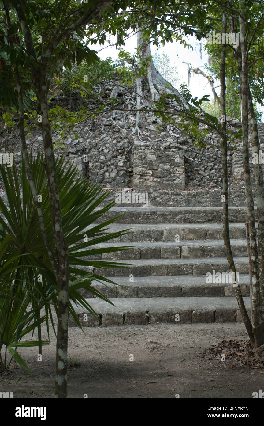 Stairway in the Mayan archaeological site of Coban Stock Photo - Alamy