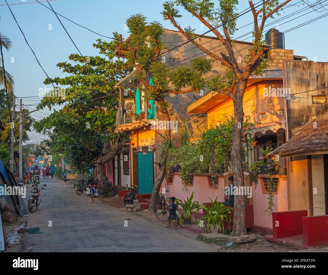 Tranquil street in suburban Jaffna showing trees and houses bathed in ...