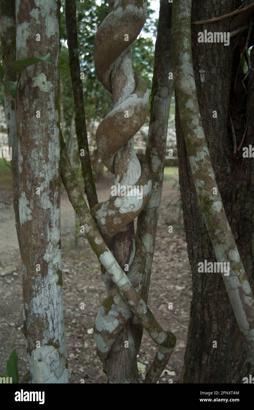 Strangler tree, Ficus obtusifolia Kunth (Moraceae) Matapalos Stock ...