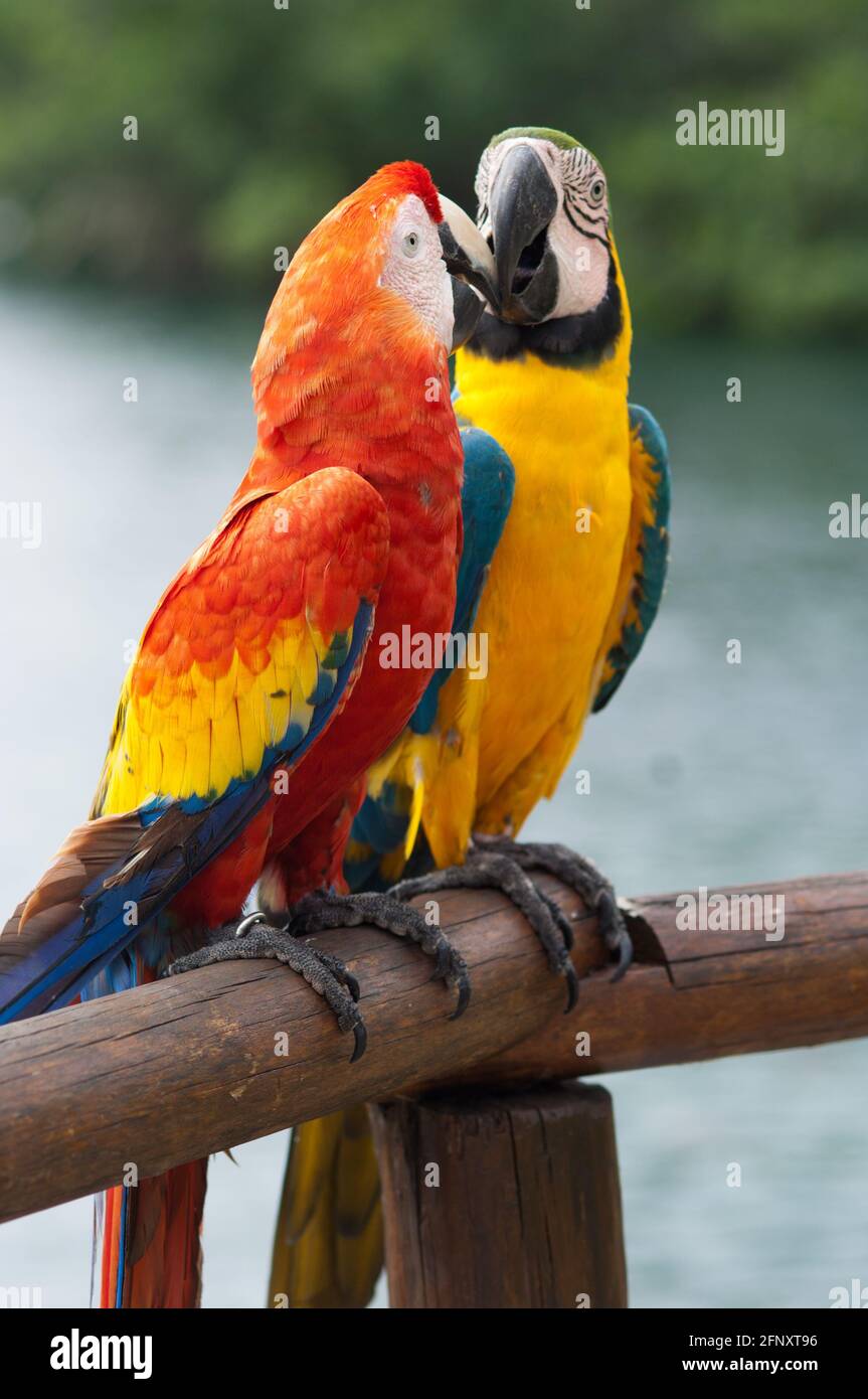 Pair of different macaws, the red Ara macao cyanoptera and the blue ...