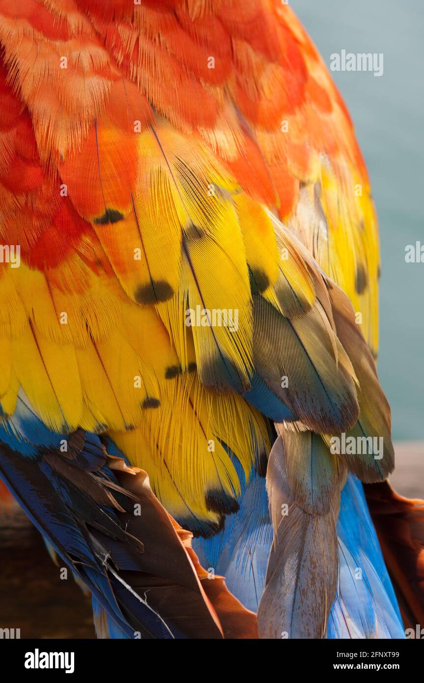 Detail of the plumage of the macaw Ara macao cyanoptera, Scarlet macaw ...