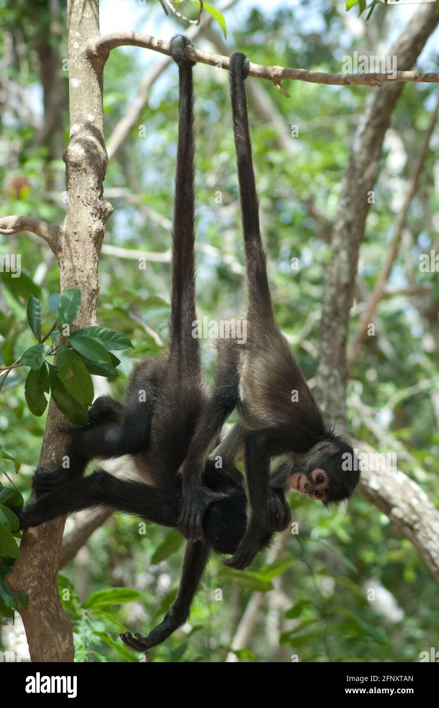 El mono araña Ateles es un primate que habita desde Mexico hasta el ...