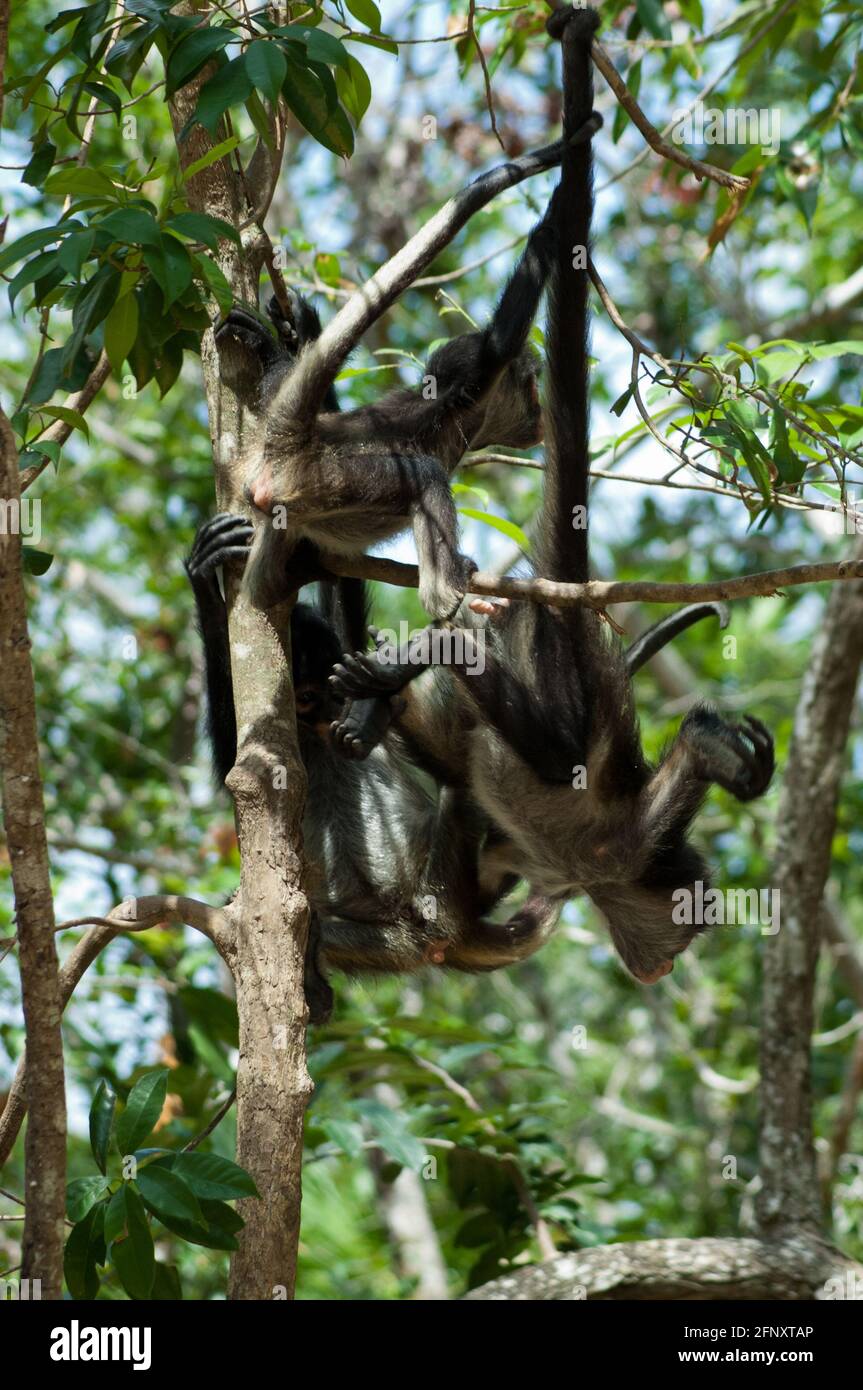 El mono araña Ateles es un primate que habita desde Mexico hasta el ...