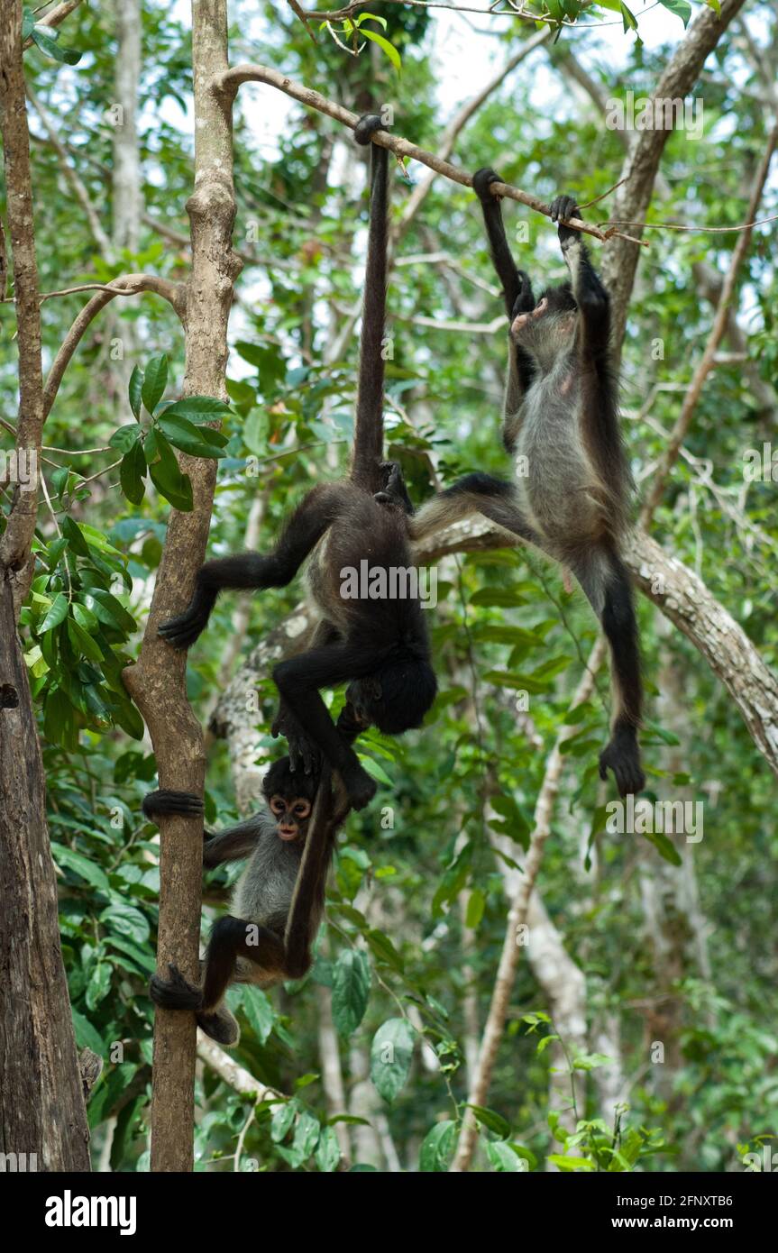 El mono araña Ateles es un primate que habita desde Mexico hasta el ...
