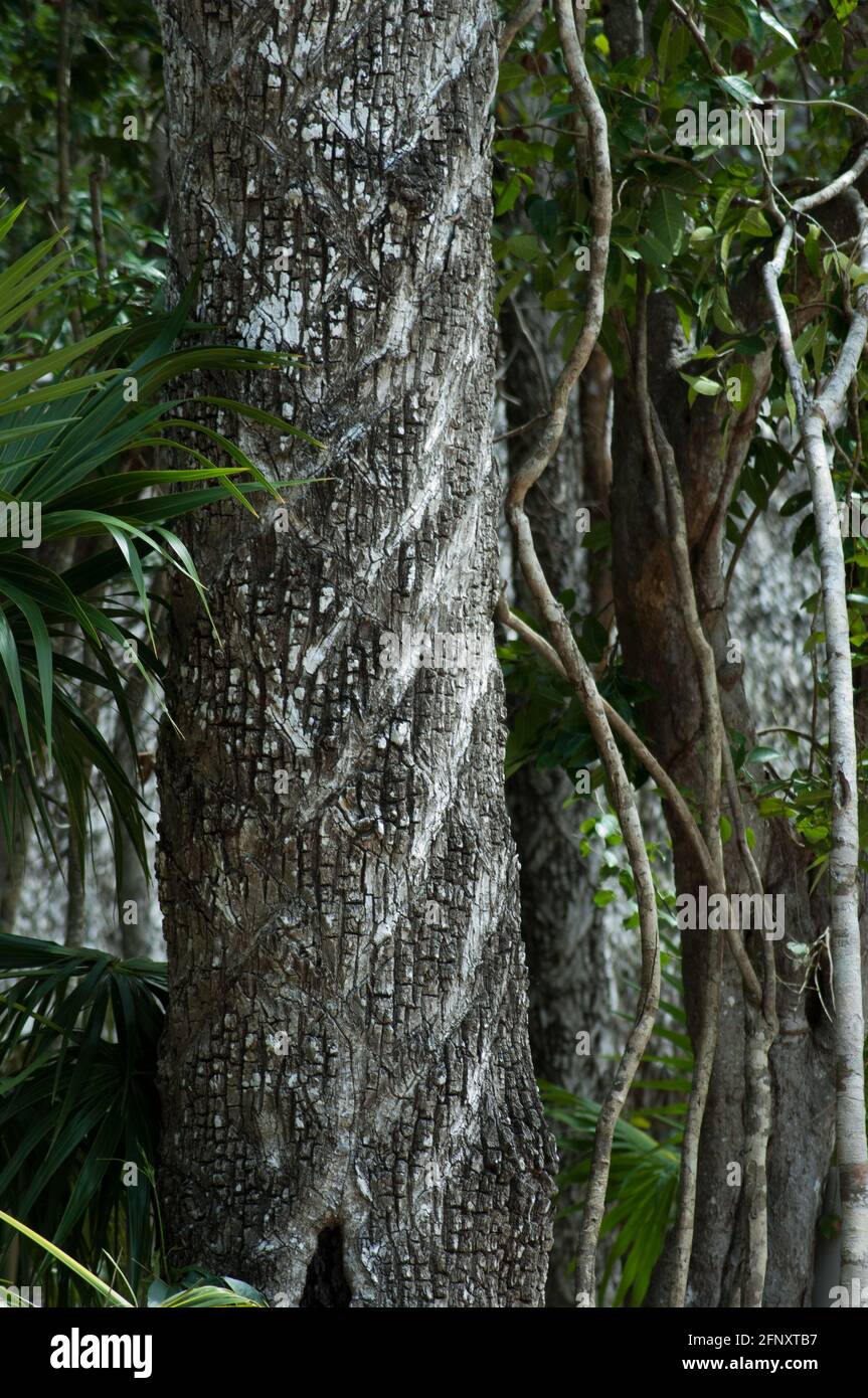 Chewingum tree hi-res stock photography and images - Alamy