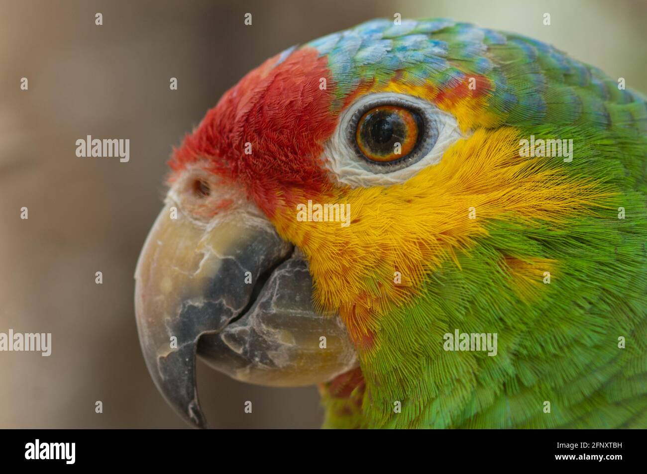 Red-Lored Parrot, Amazona autumnalis Stock Photo - Alamy