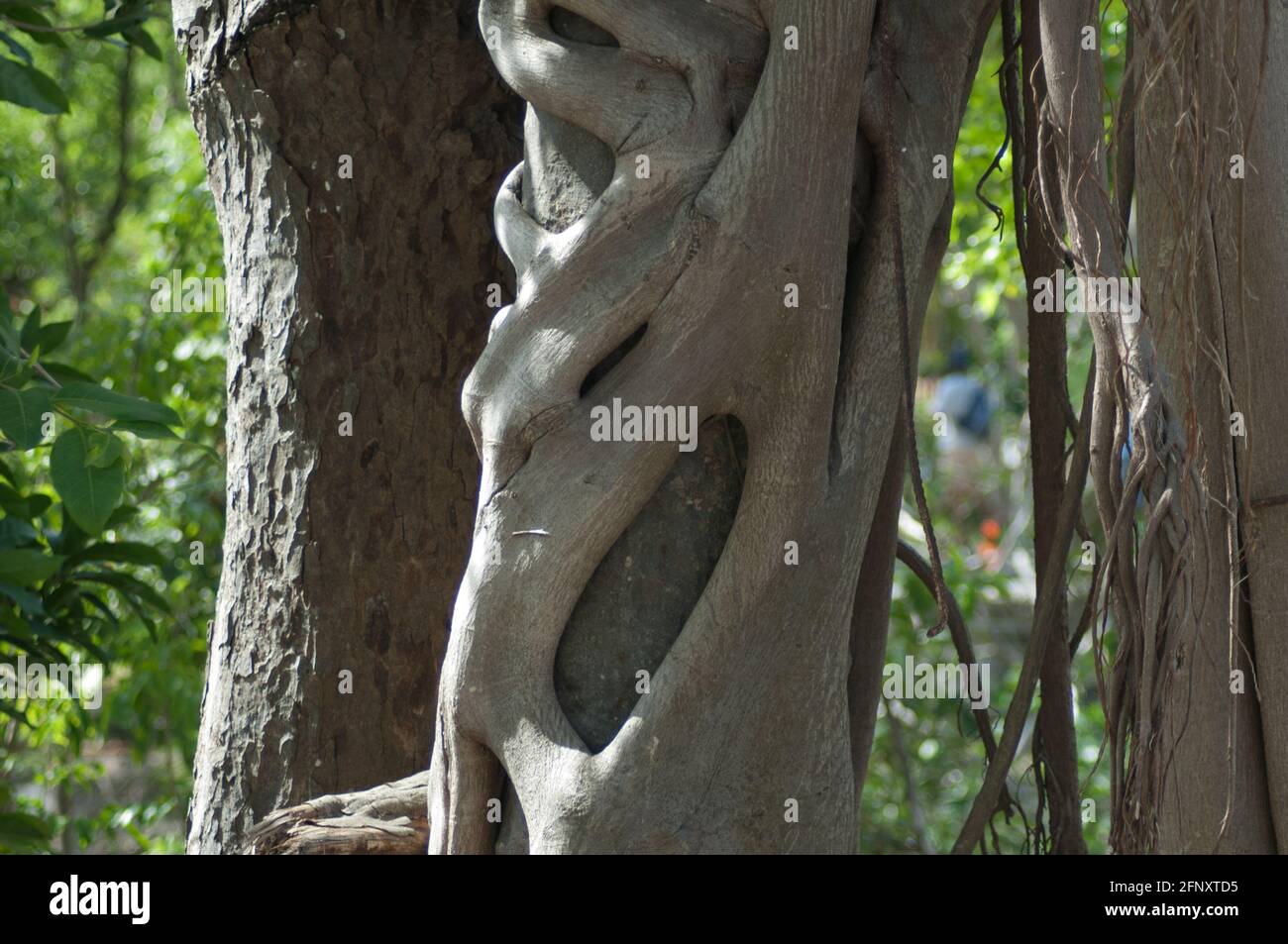 Strangler tree, Ficus obtusifolia Kunth (Moraceae) Matapalos Stock ...