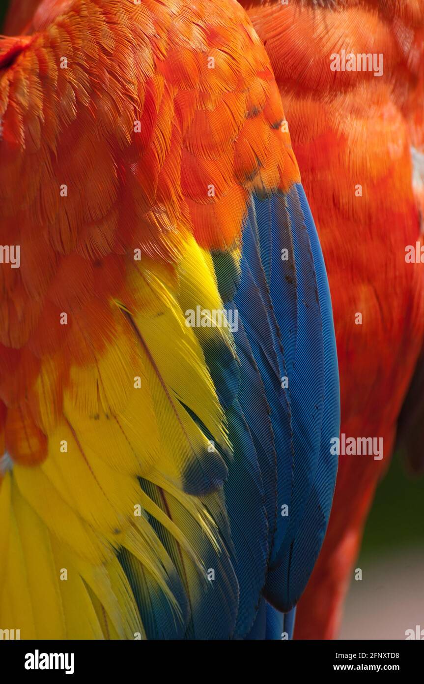 Detail of the plumage of the macaw Ara macao cyanoptera, Scarlet macaw ...