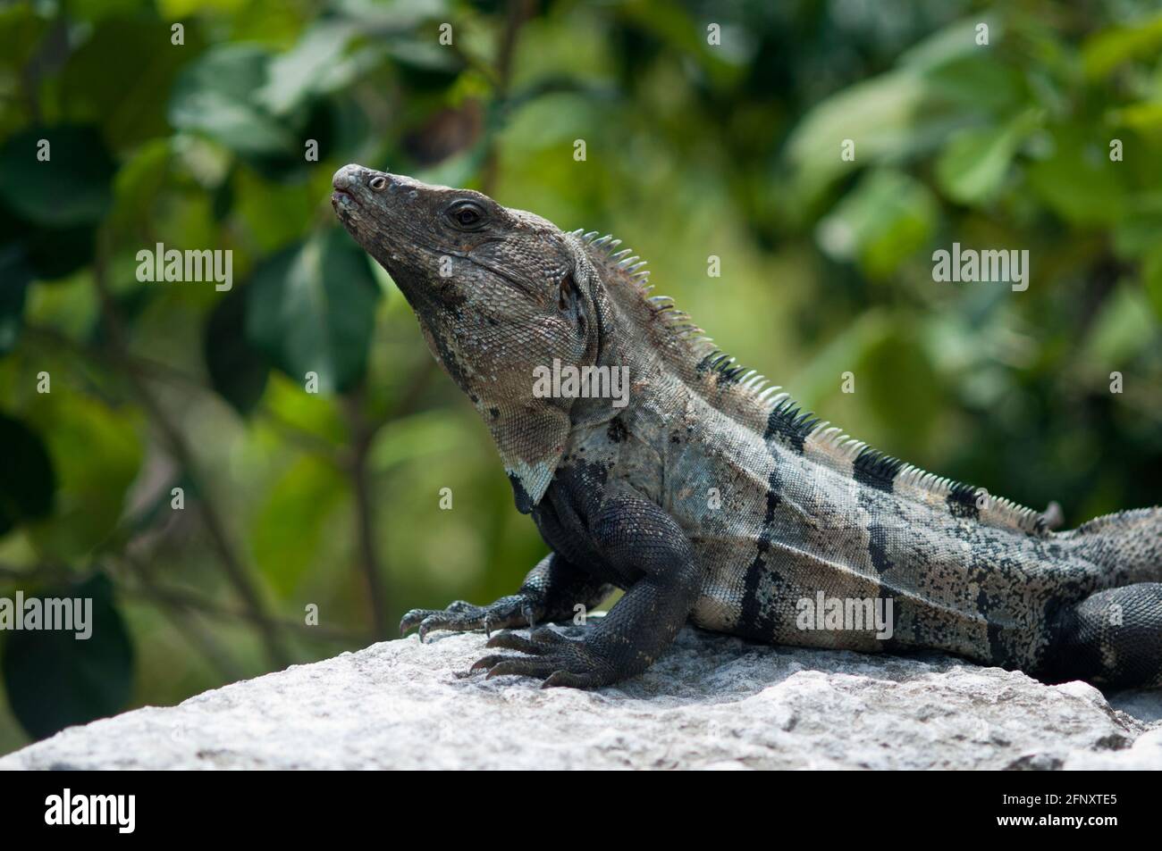 Iguana Ctenosaura similis Stock Photo - Alamy