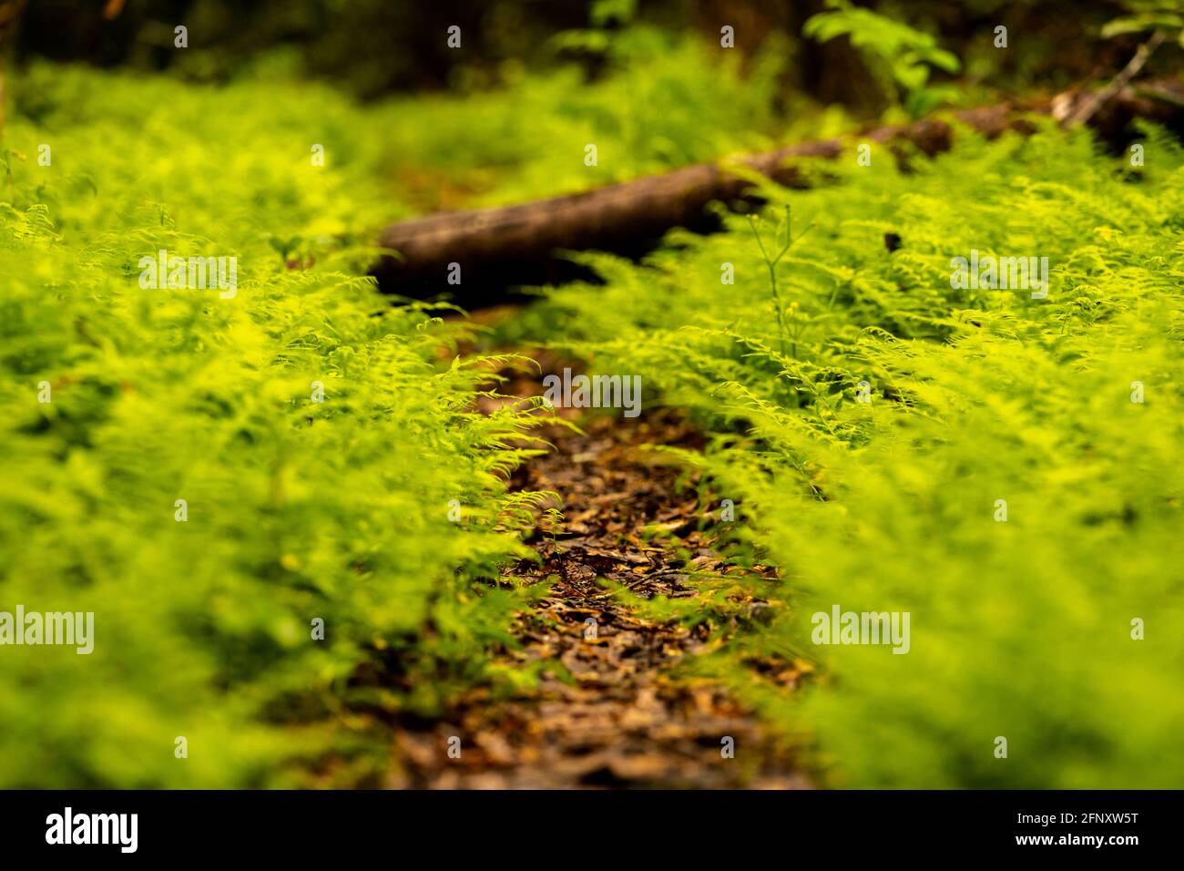 Ferns Stretch Over Narrow Trail in Great Smoky Mountains National Park ...