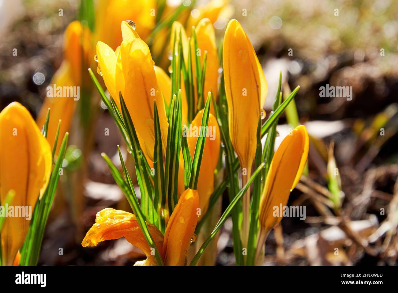 Gentle yellow Crocus flowers on the wild meadow on the early spring ...