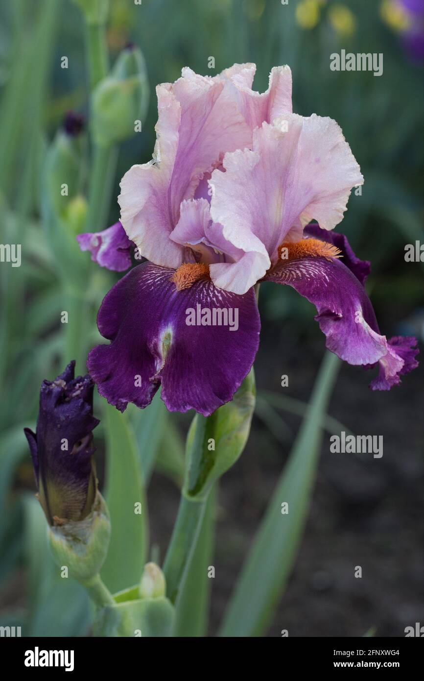 Iris 'Color Splash' Stock Photo - Alamy